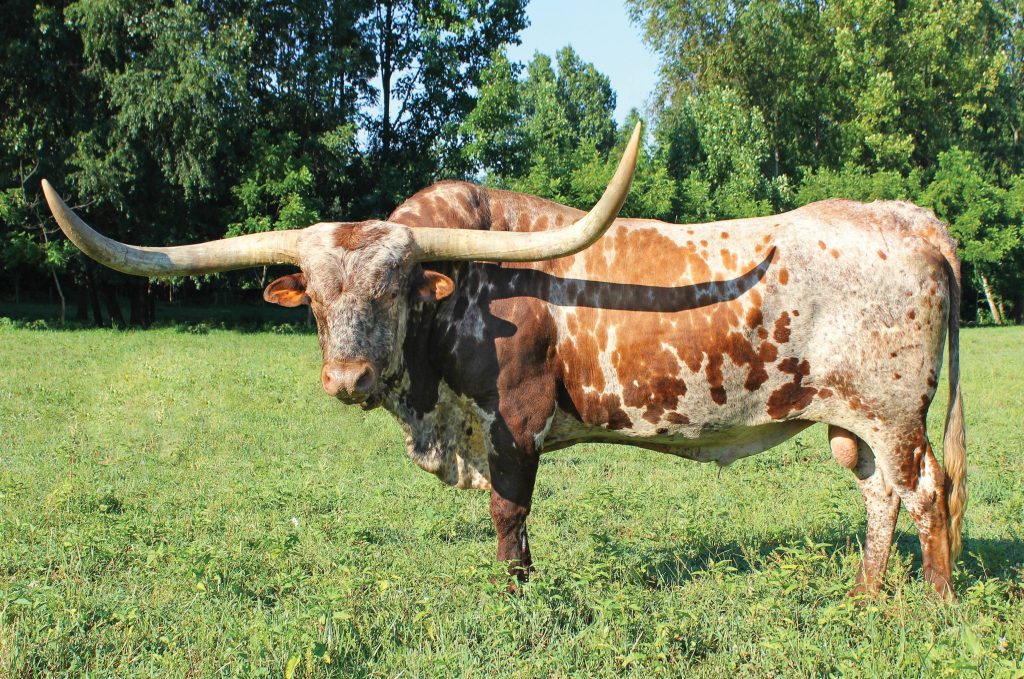 Texas longhorn - Agropress.cz