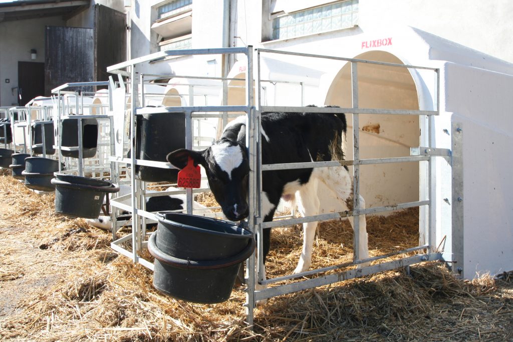 12 zásad odchovu telat - Agropress.cz