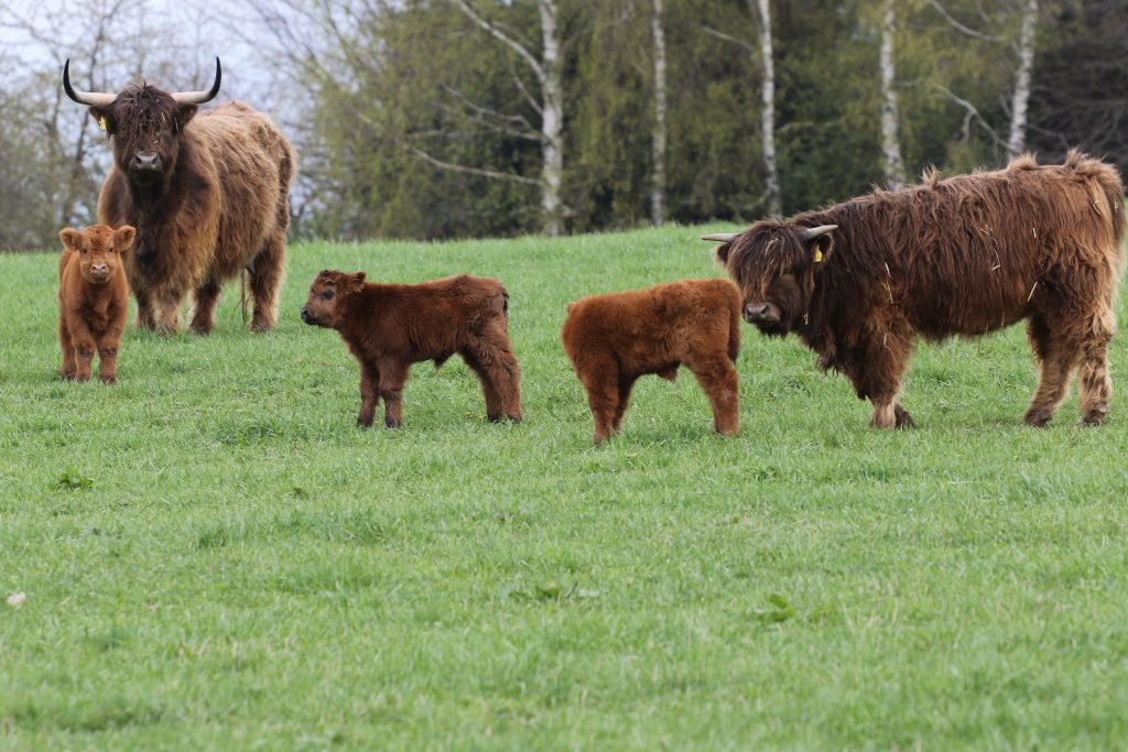 Skotský náhorní skot - Agropress.cz