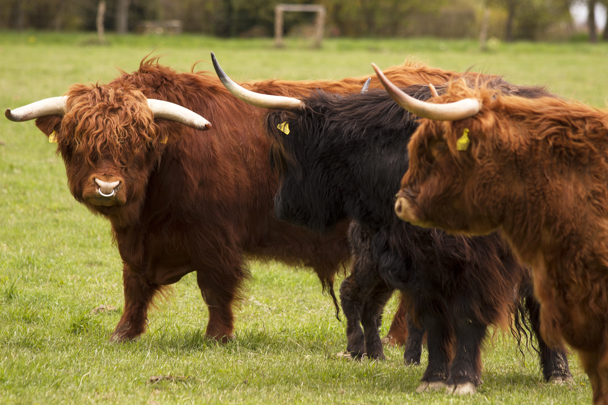 Skotský náhorní skot - Agropress.cz