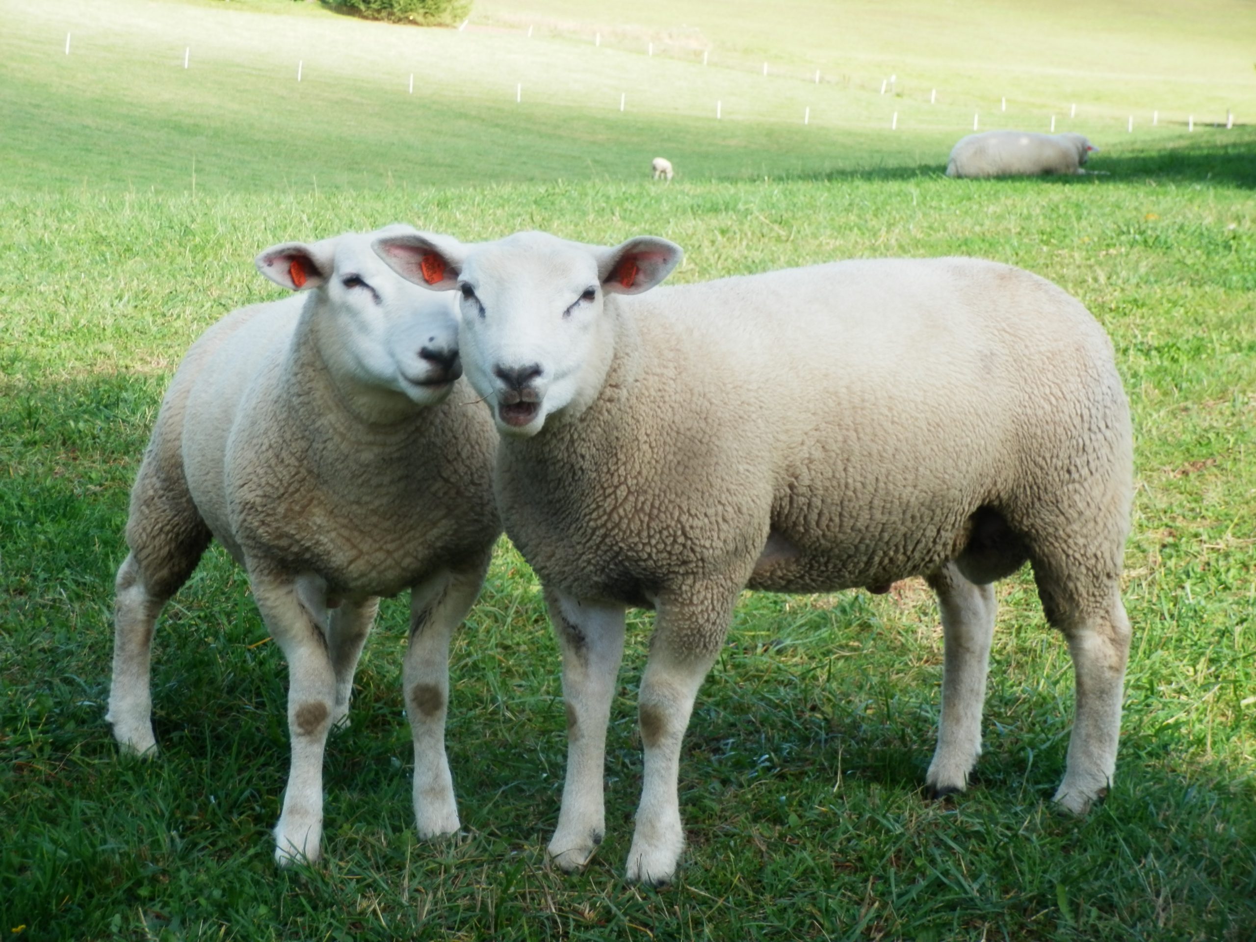 Texel - Agropress.cz